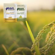 BestBodiesforLife - BBfL Shakes - Protein + Gut Healthy Ingredients